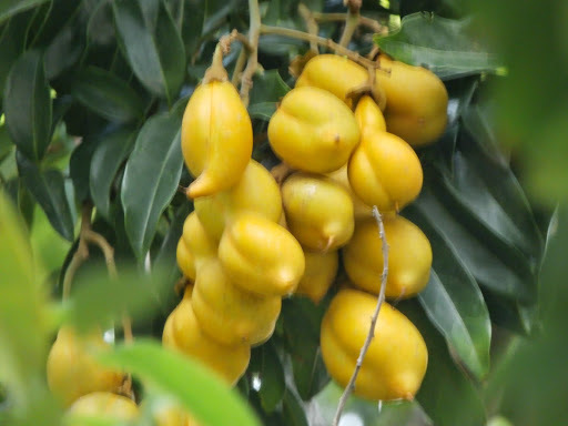 (Ormosia pinnata) - Botanical Realm