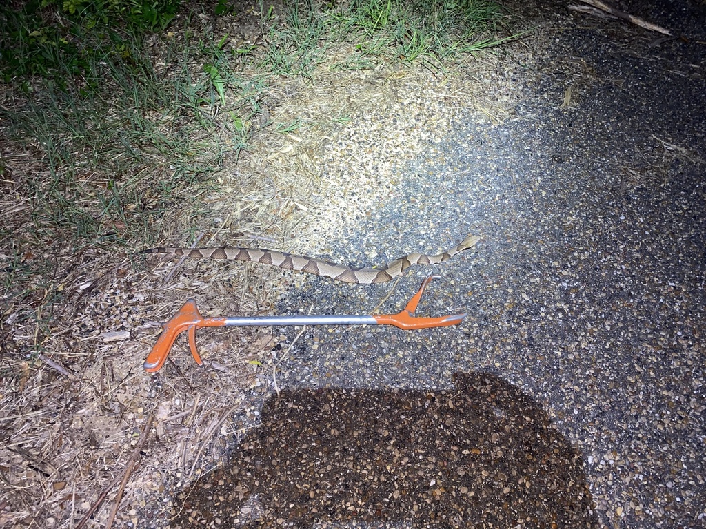 Eastern Copperhead in June 2021 by Austin Bohannon. 24 inch tongs ...