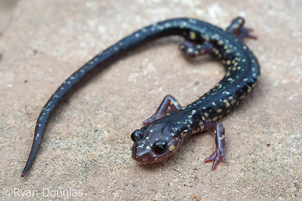 Plethodon punctatus Highton, 1972