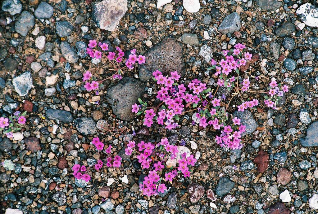 Nama (Namaceae (Nama) of the Pacific Northwest) · iNaturalist