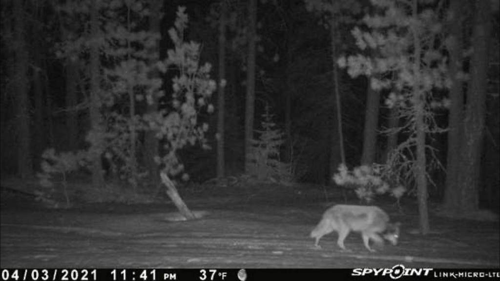 Gray Wolf in April 2021 by dacolb. ODFW confirmed this was OR30 · iNaturalist