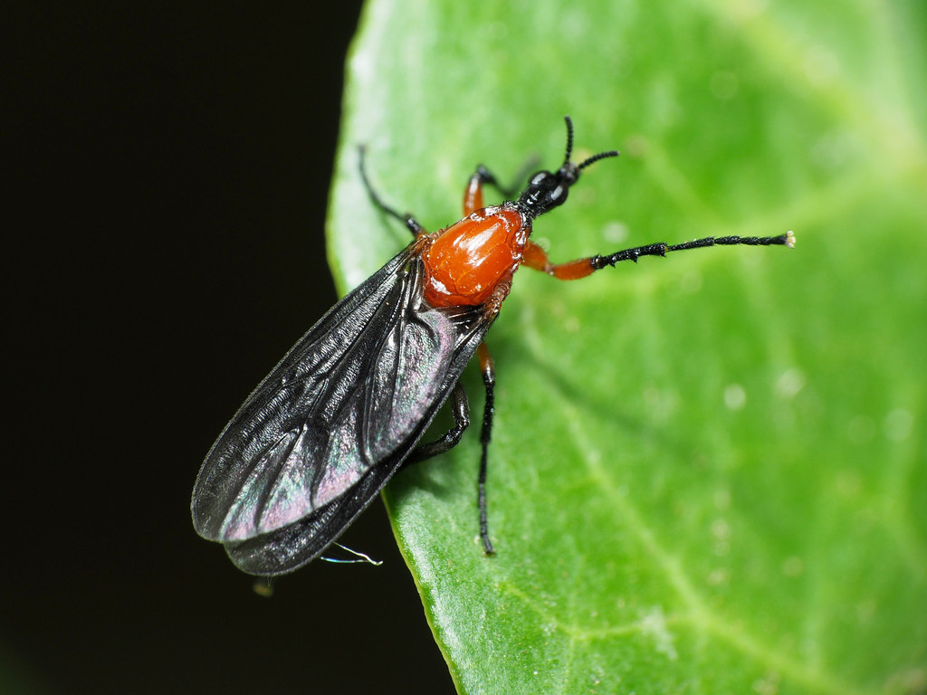 Dilophus spinipes from Takoma Park, MD, USA on May 31, 2021 at 03:45 PM ...