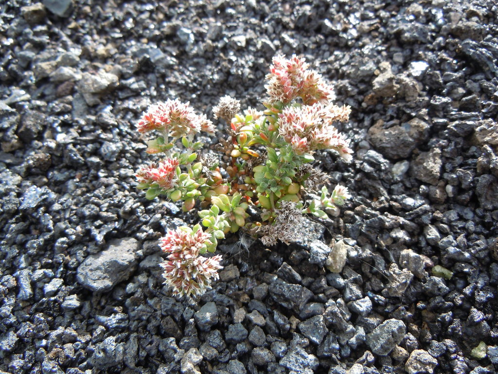 Polycarpaea divaricata (Tenerife Plants Caryophyllales) · iNaturalist