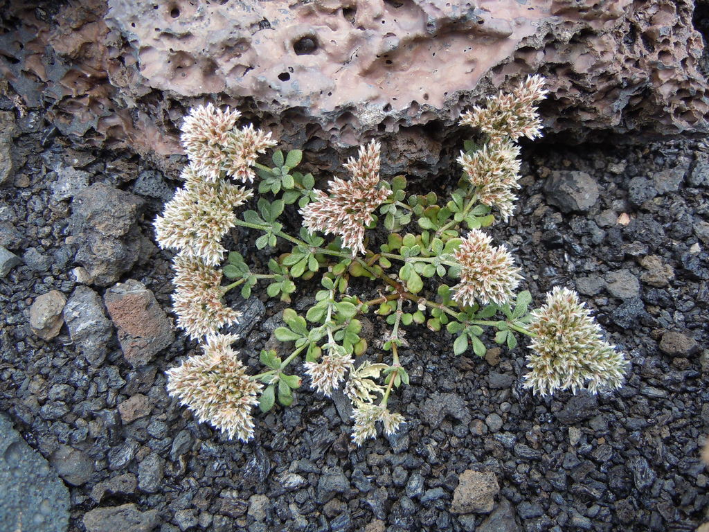 (Polycarpaea divaricata) - Botanical Realm