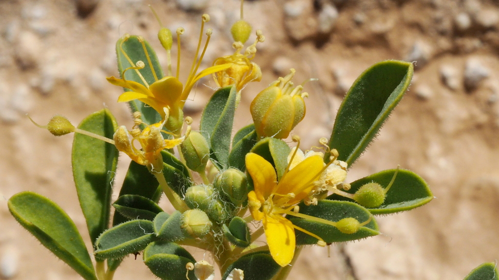 stinkweed (Cleomaceae (Spiderflower) of the Pacific Northwest ...