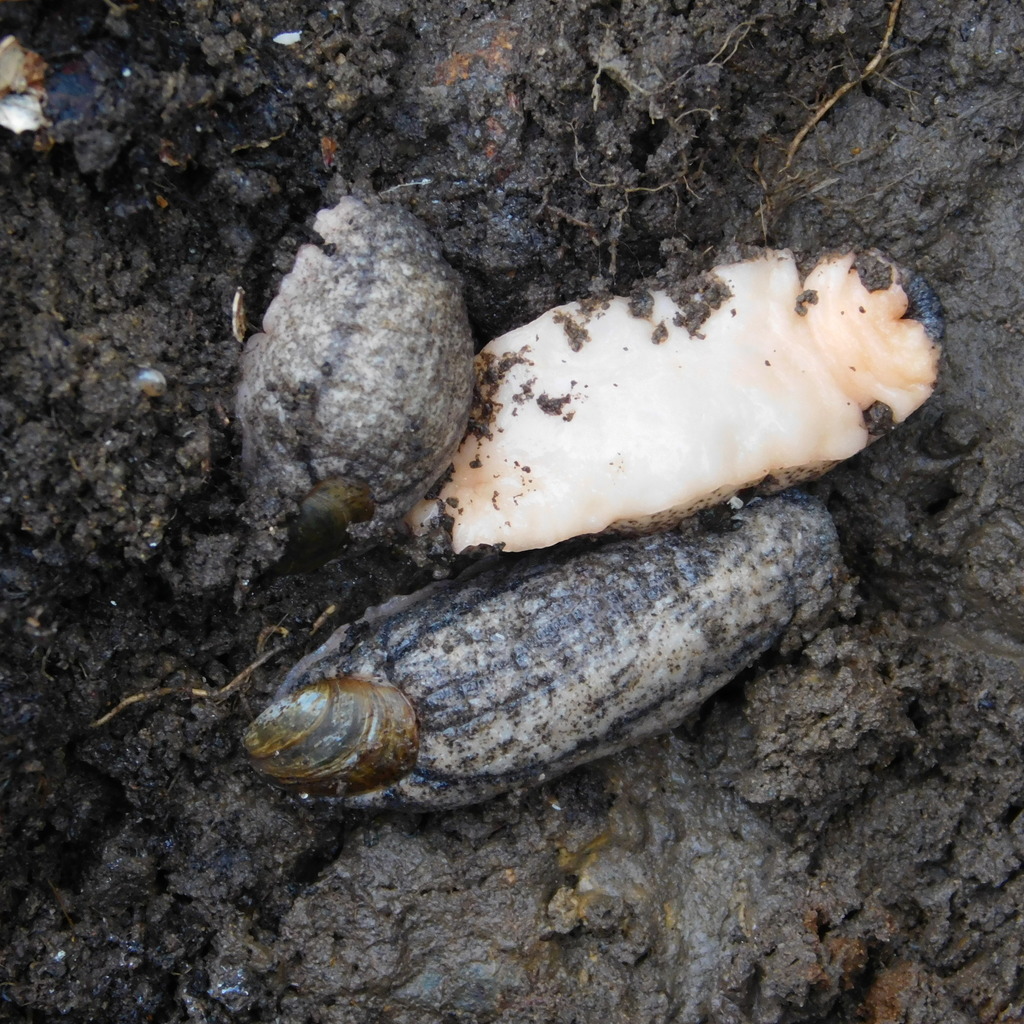 Mauge's Slug from Auckland, New Zealand on June 08, 2021 at 02:15 PM by ...