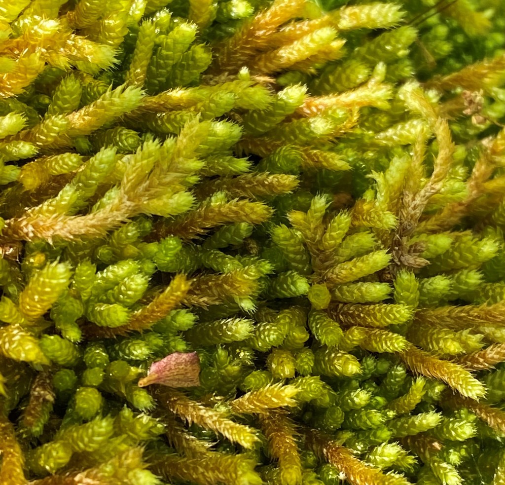 spoon-leaved moss from Co. Rd. 179 at Waterworks Creek, Chambers County ...