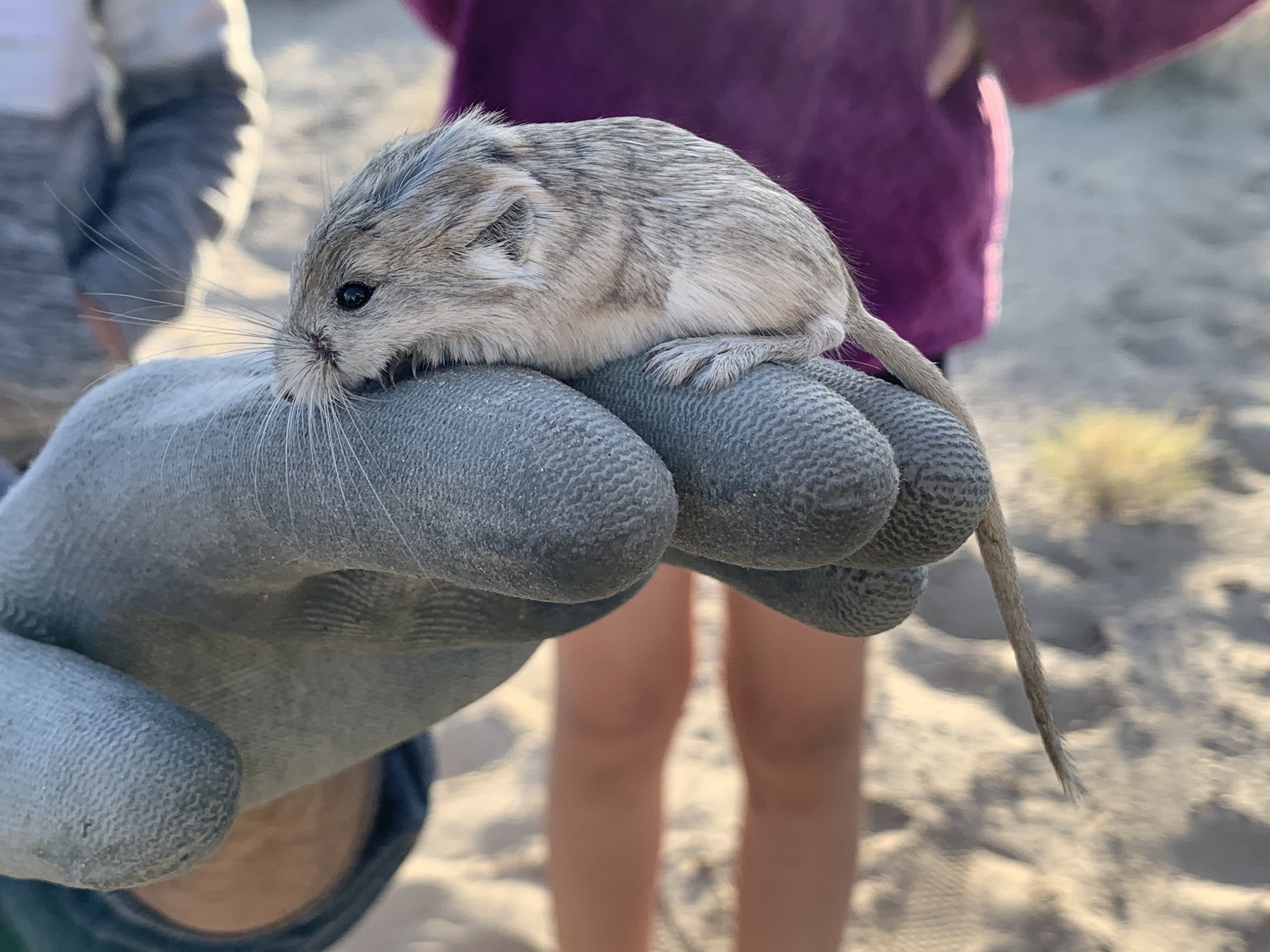 Microdipodops megacephalus Merriam, 1891