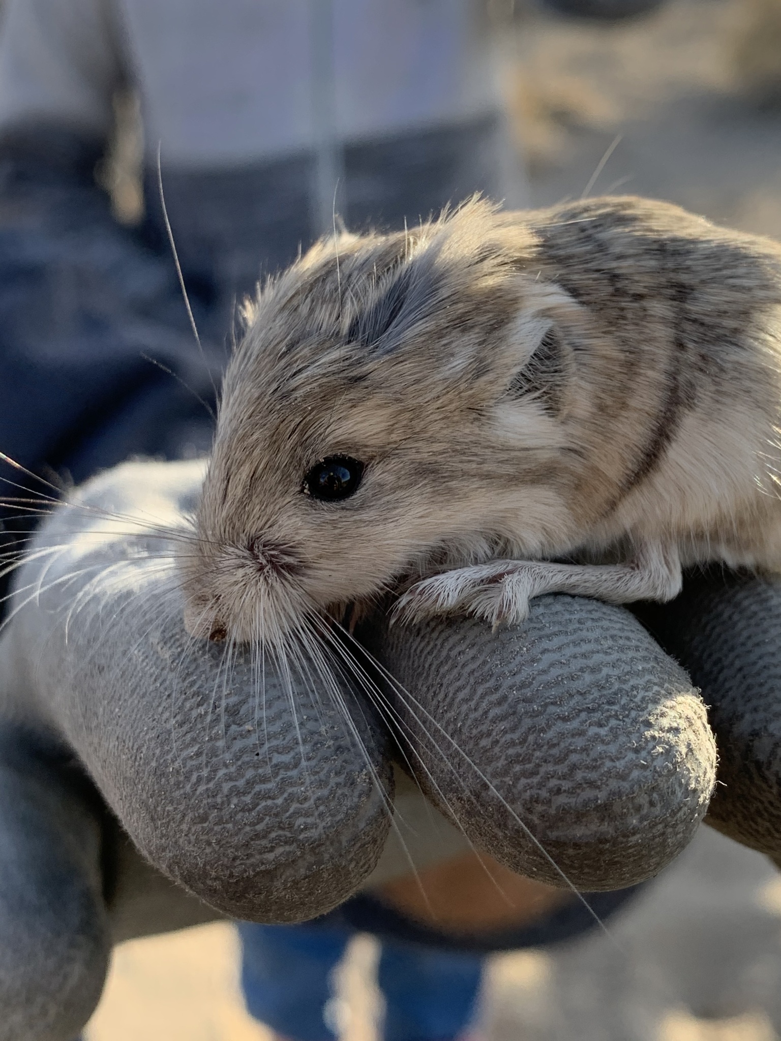 Microdipodops megacephalus Merriam, 1891
