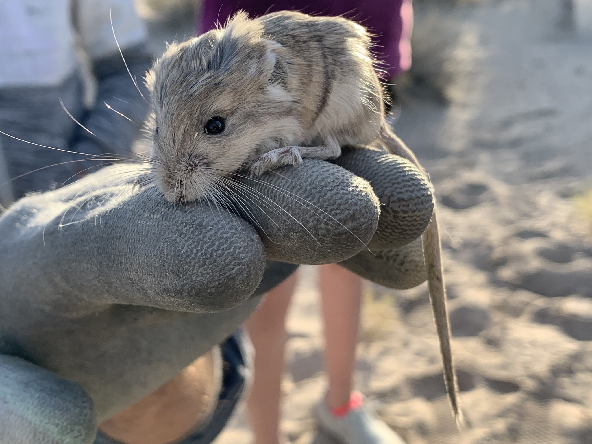 Microdipodops megacephalus Merriam, 1891