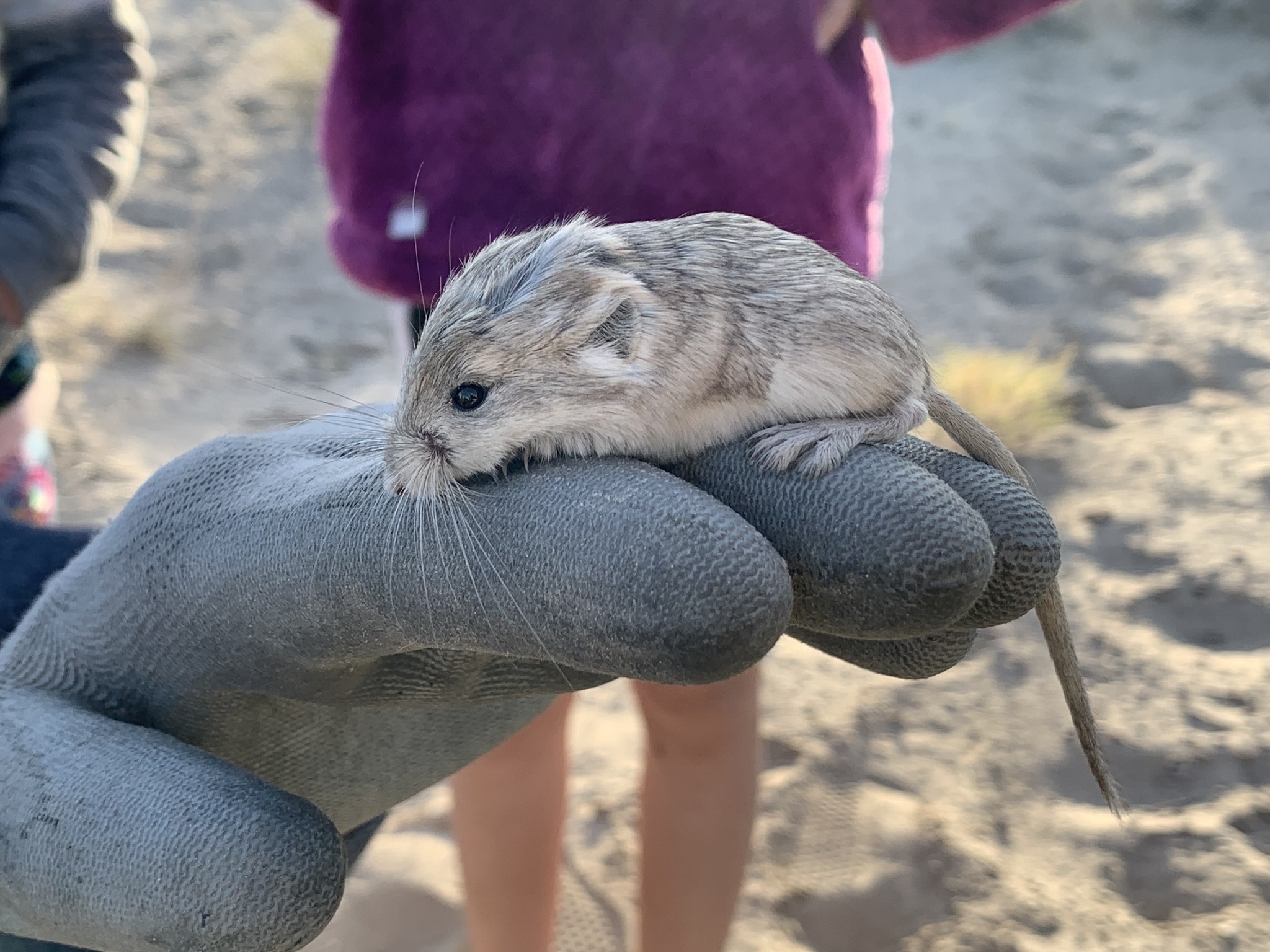Microdipodops megacephalus Merriam, 1891