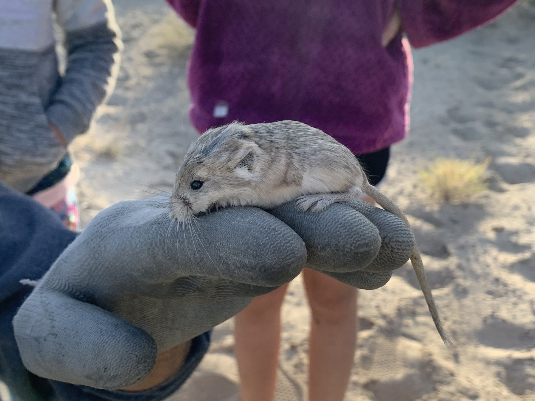 Microdipodops megacephalus Merriam, 1891
