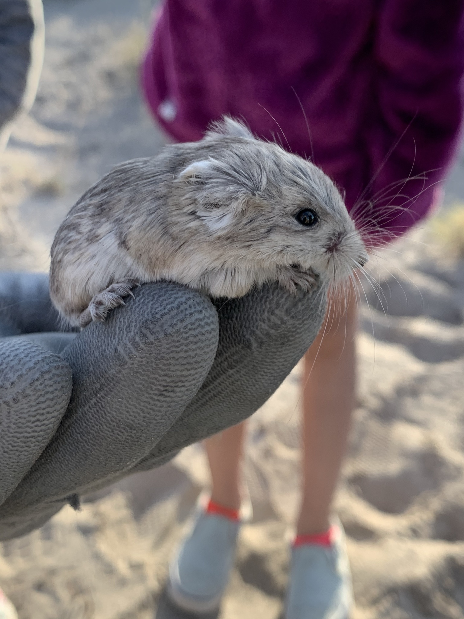 Microdipodops megacephalus Merriam, 1891