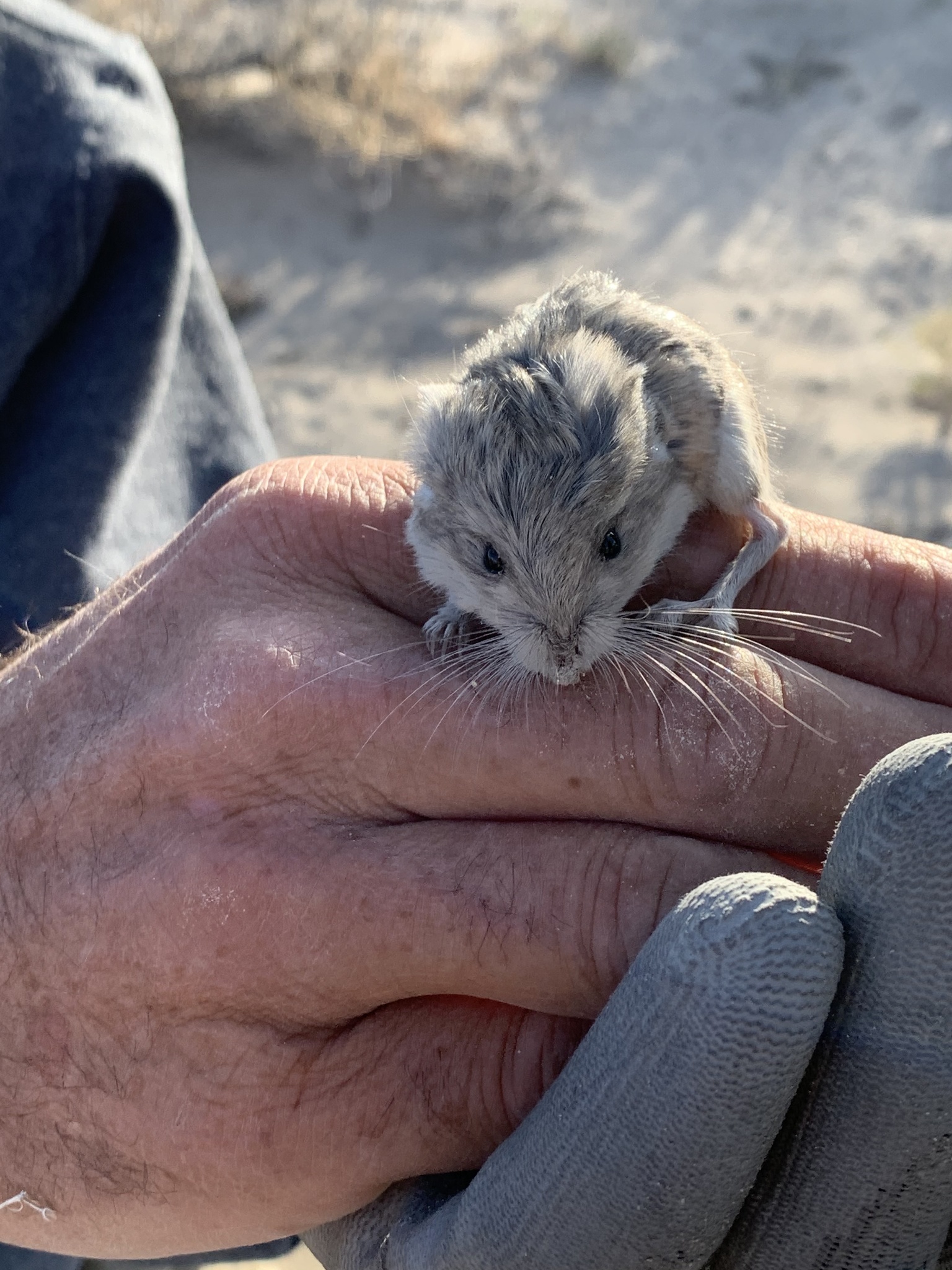 Microdipodops megacephalus Merriam, 1891