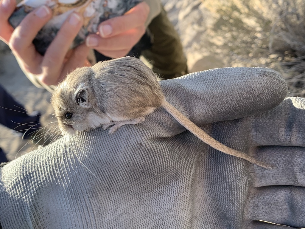 Microdipodops megacephalus sabulonis from Hiko, NV, US on June 6, 2021 ...
