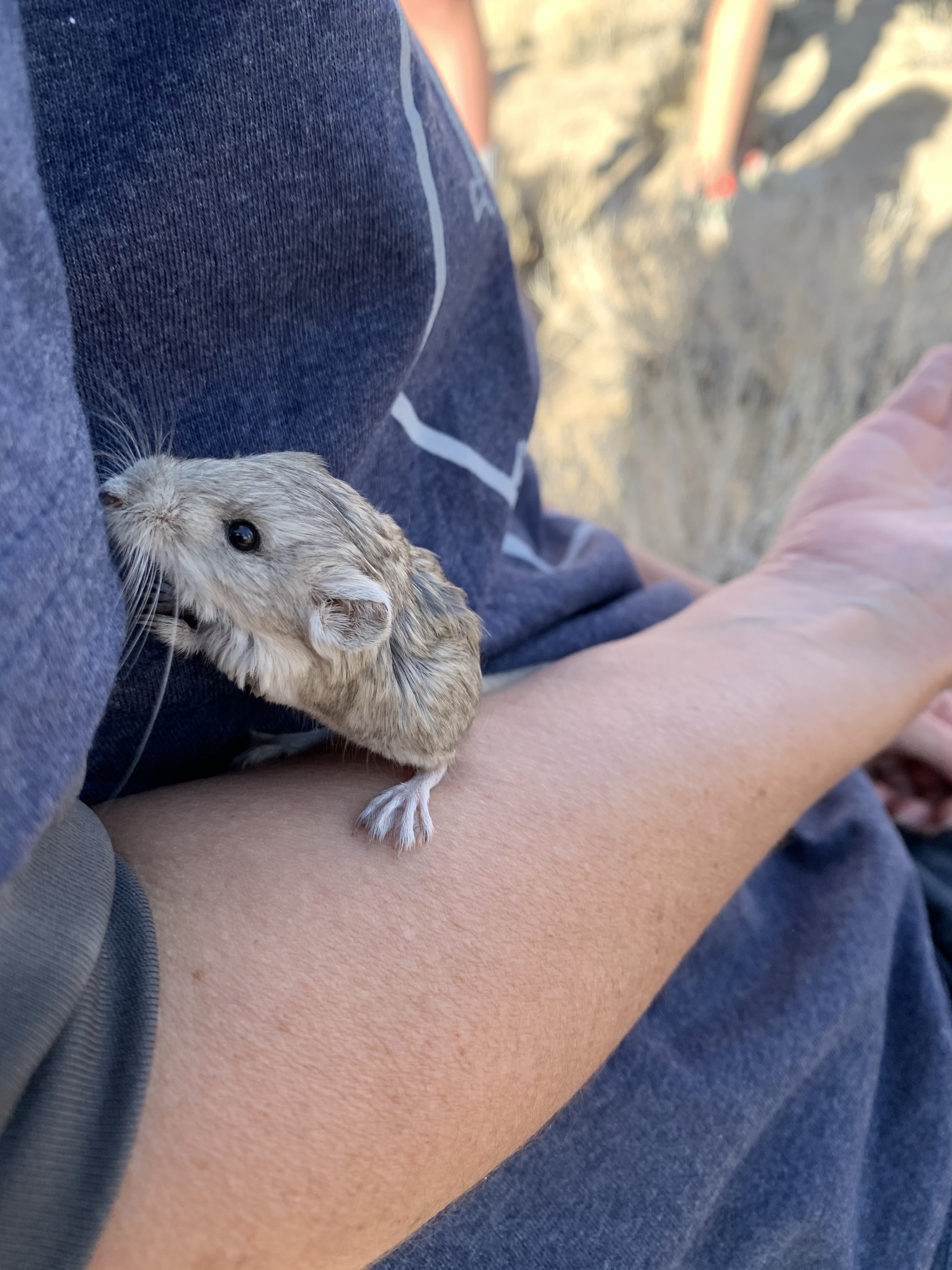 Microdipodops megacephalus Merriam, 1891