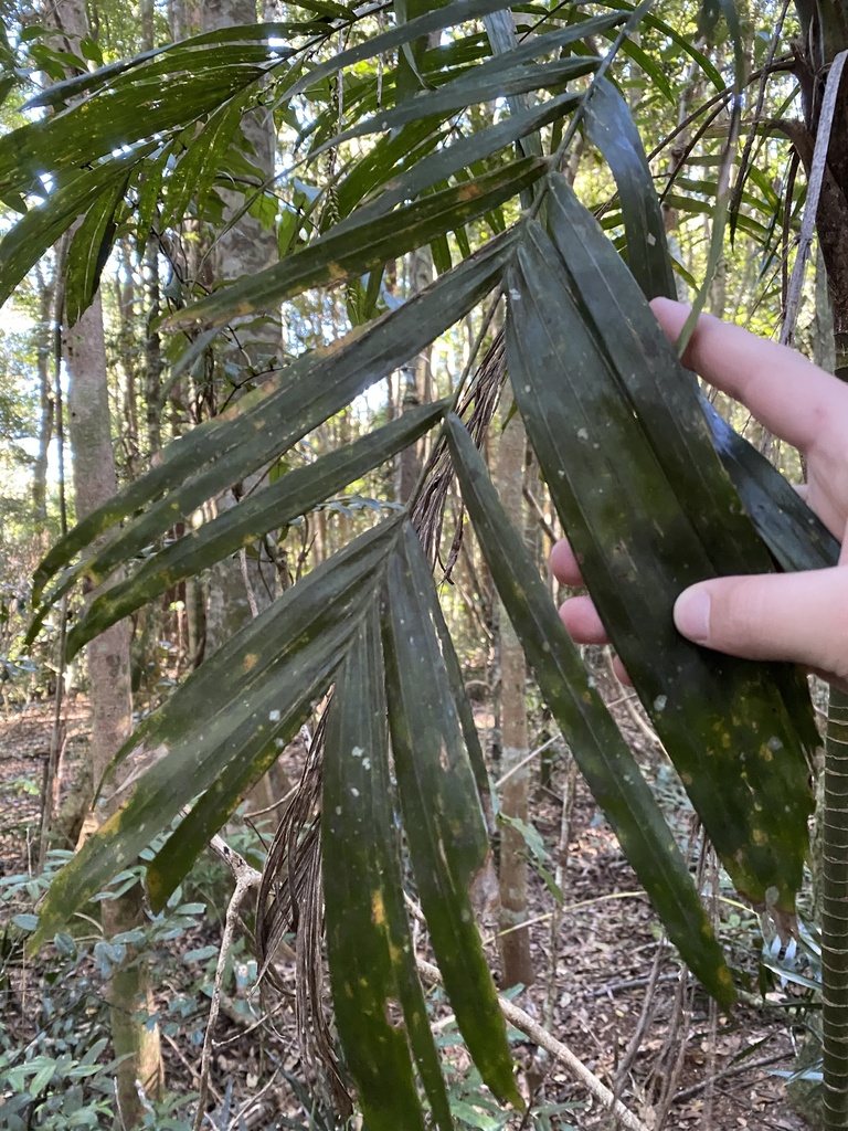 Walking stick palm from Lowanna, NSW, AU on June 7, 2021 at 10:35 AM by briancadam · iNaturalist