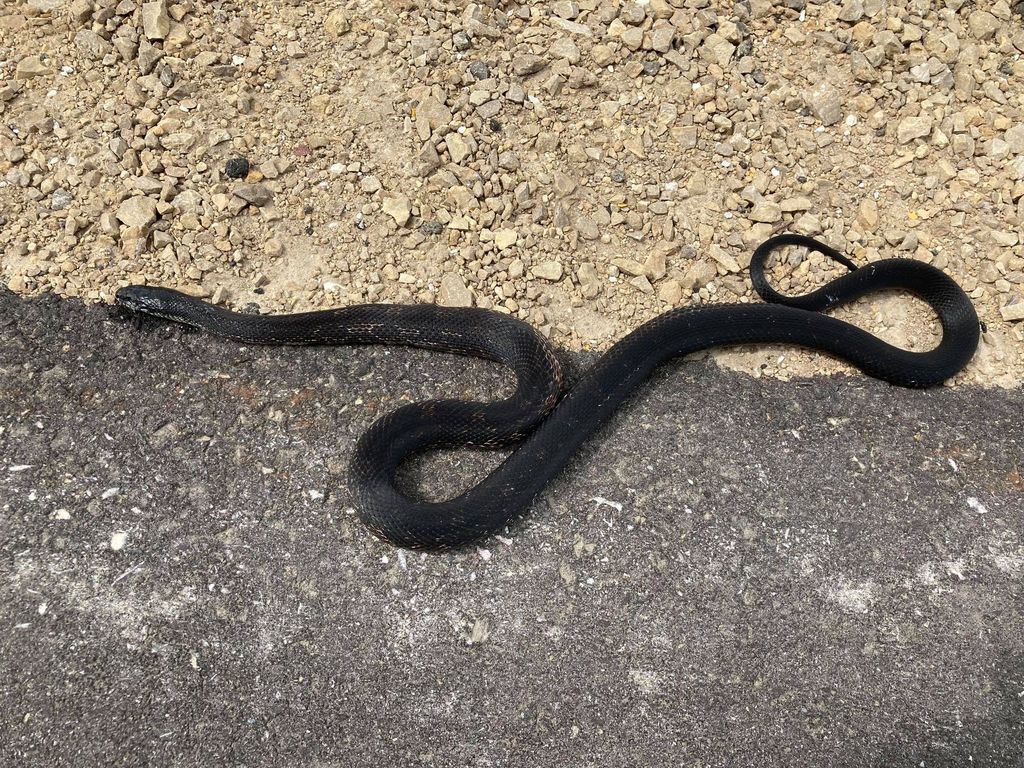 Gray Ratsnake in June 2021 by Eric Steven Roscoe. DOR. · iNaturalist