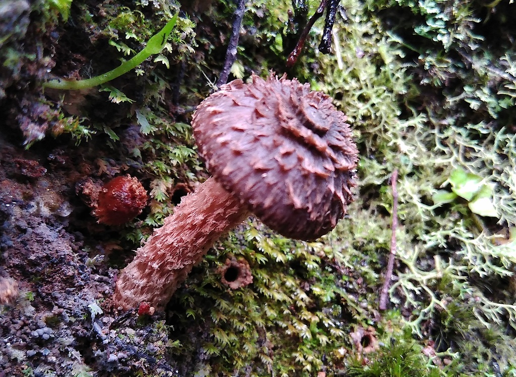 Inosperma calamistratoides from Clements Mill Road, Taharua, New ...