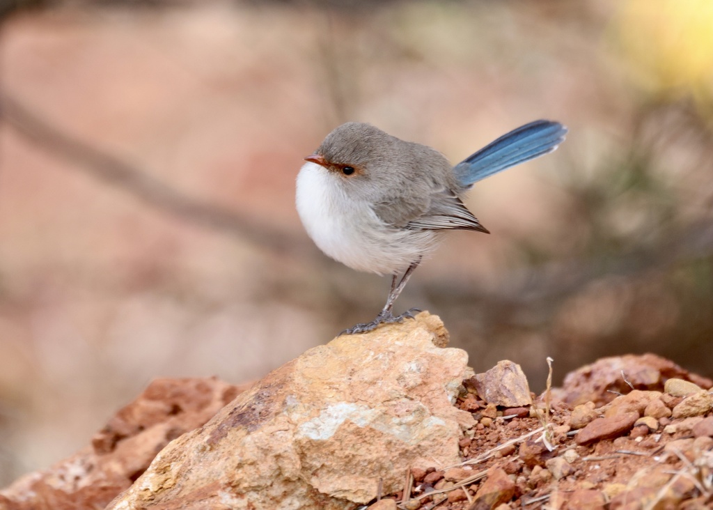Purple-backed Fairywren from Kumarina, WA, AU on June 7, 2021 at 07:01 ...