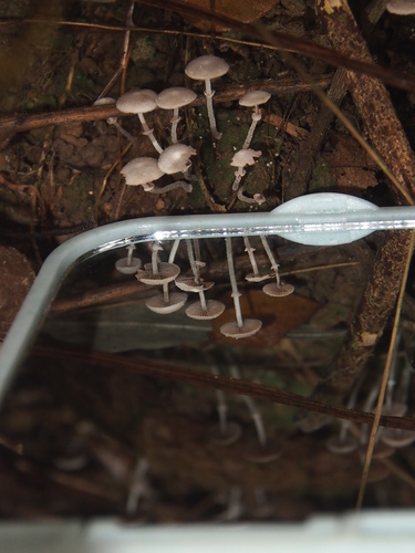 Micropsalliota pusillissima · iNaturalist