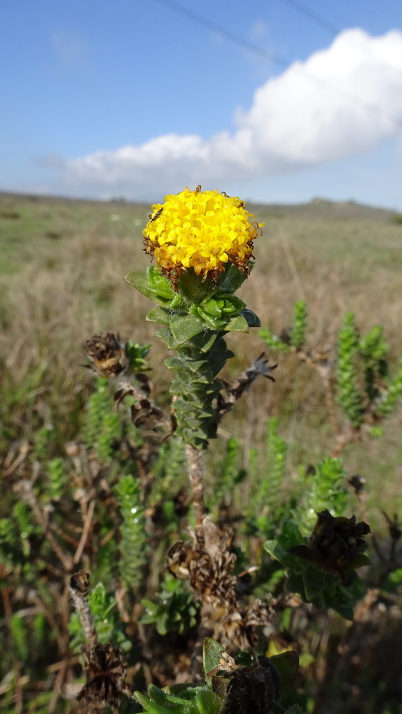 Fuzzy Kanniedood from Cape Winelands, South Africa on June 1, 2021 at ...
