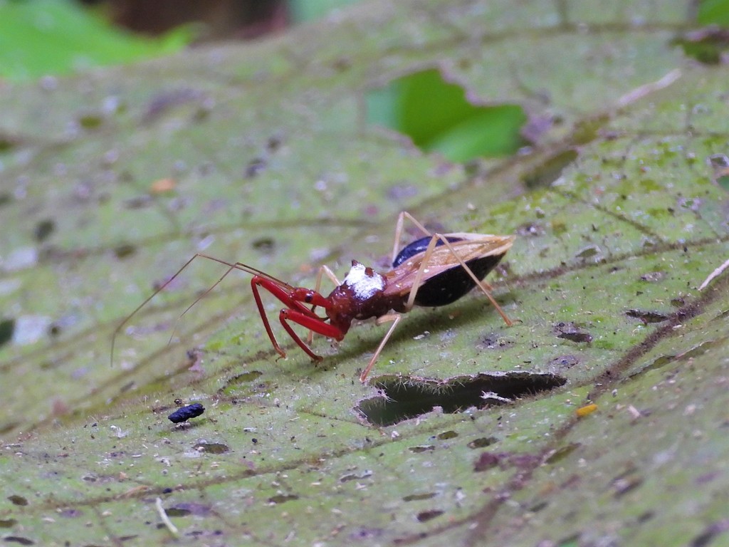 Astinus m-album from Huai Mae Priang, Kaeng Krachan District ...