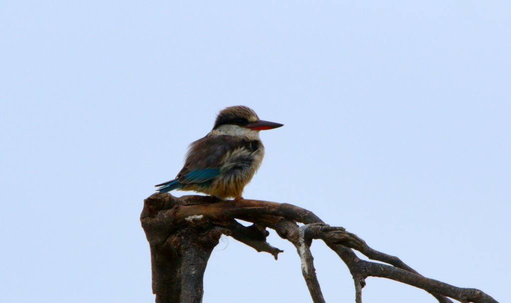 Striped Kingfisher from Mopani, South Africa on June 2, 2021 at 11:30 ...