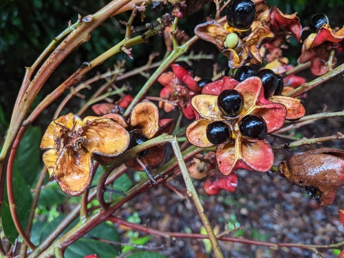 Rhysotoechia florulenta · NaturaLista Colombia