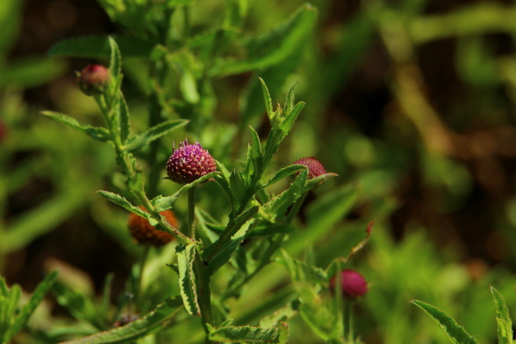 Purple Pan Weed from Mopani, South Africa on June 4, 2021 at 01:16 PM ...