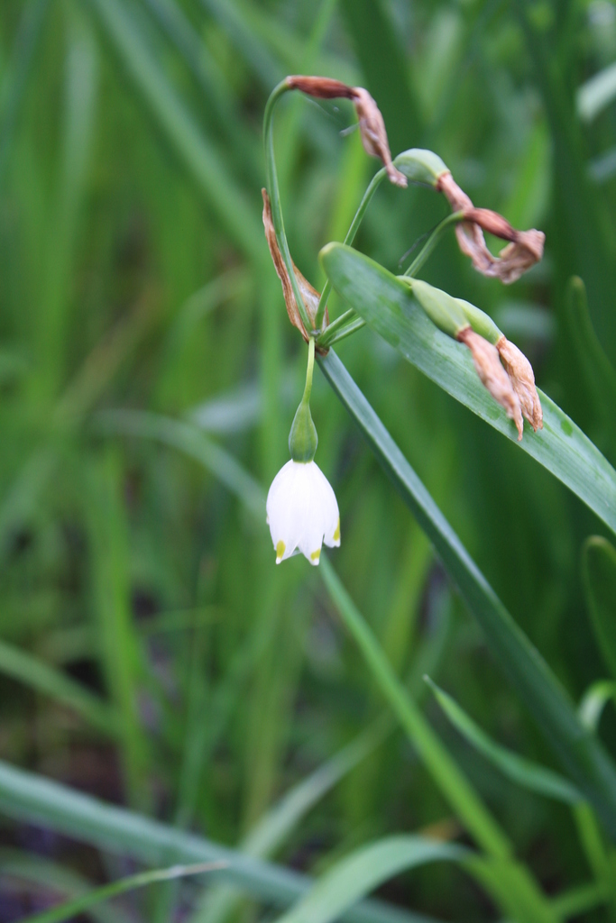 Summer snowflake from Голопристанский район, Херсонская область ...