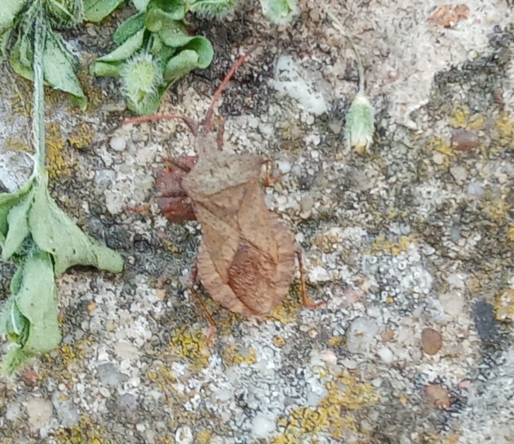 Dock Bug from Gostynin, Polska on June 6, 2021 at 12:47 PM by ...