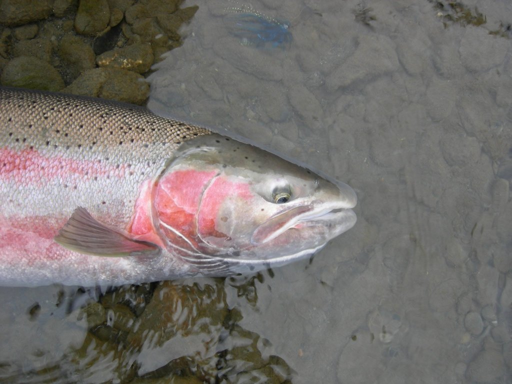 Rainbow Trout from Kispiox River, BC, Canada on October 13, 2006 at 03: ...