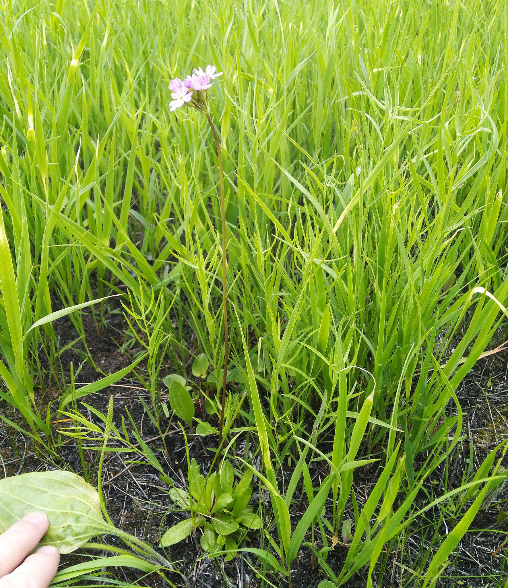 Primula longiscapa Ledeb.