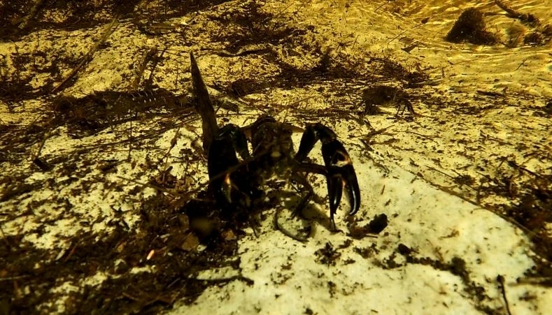 Cherax robustus in May 2021 by Christian Perrin. Large, dark coloured ...