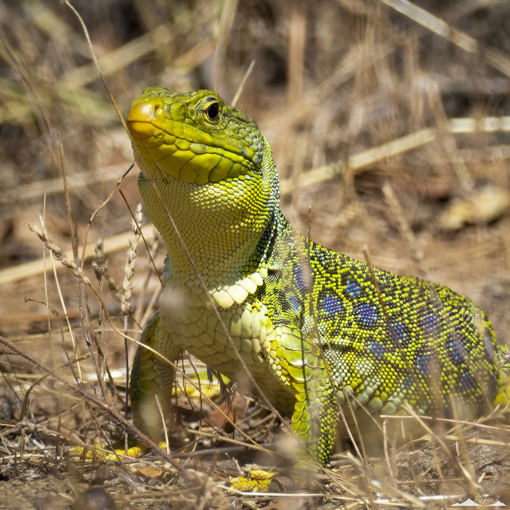 Ocellated lizard in June 2021 by boby24 · iNaturalist
