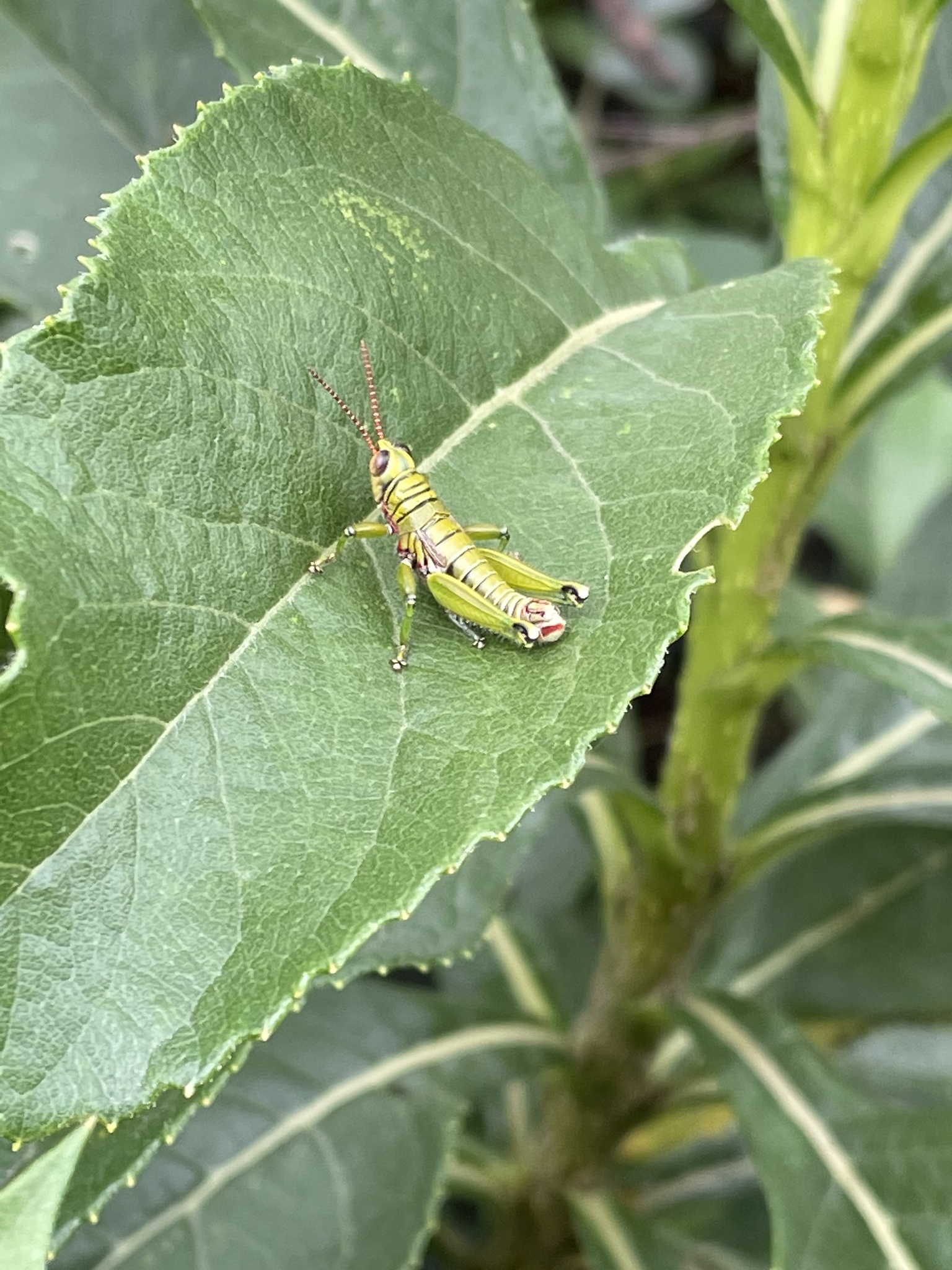 Agesander ruficornis Stål, 1878