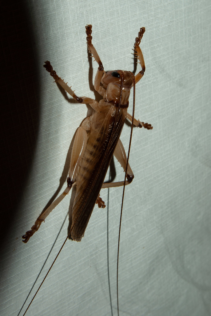 Wētā, Jerusalem Crickets, and Allies from Douglas VIC 3409, Australia ...