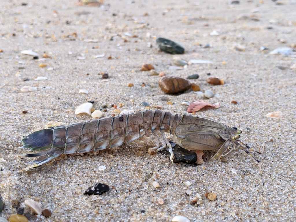 West Atlantic Mantis Shrimp from Rehoboth Beach, DE, USA on June 8 ...
