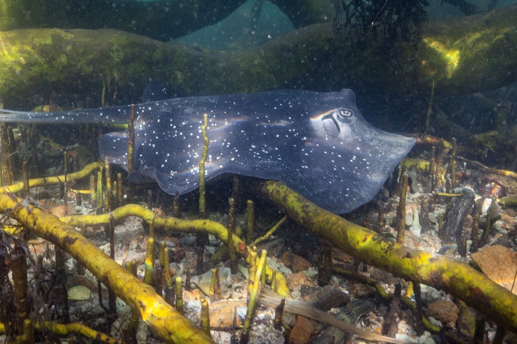 Mangrove Whipray (Urogymnus granulatus) - Marine Life Identification