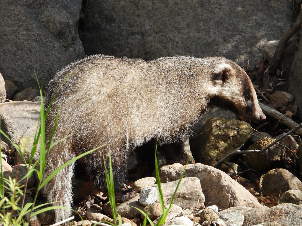 Asian Badger (Meles leucurus) - Know Your Mammals