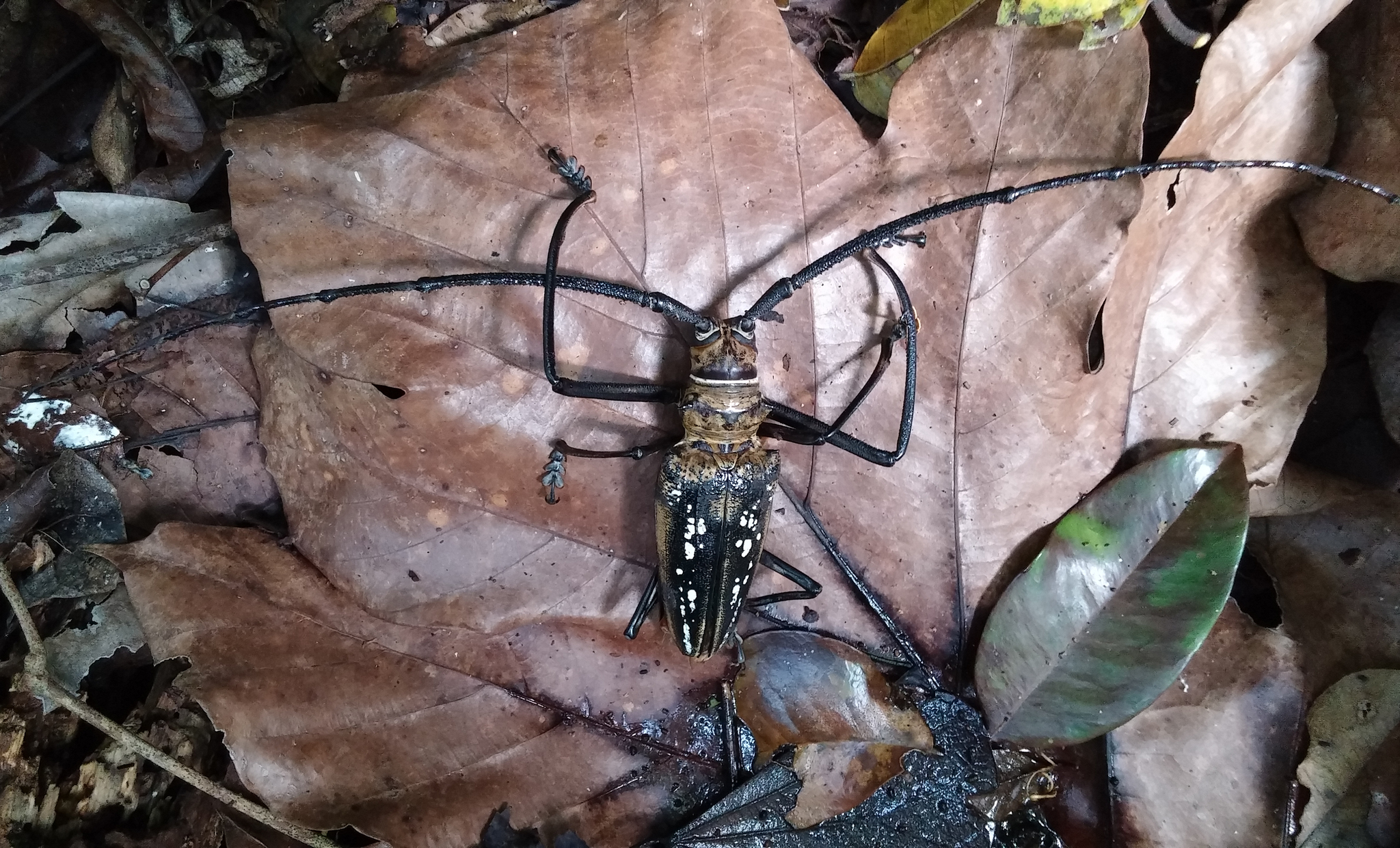 Batocera wallacei Thomson, 1858