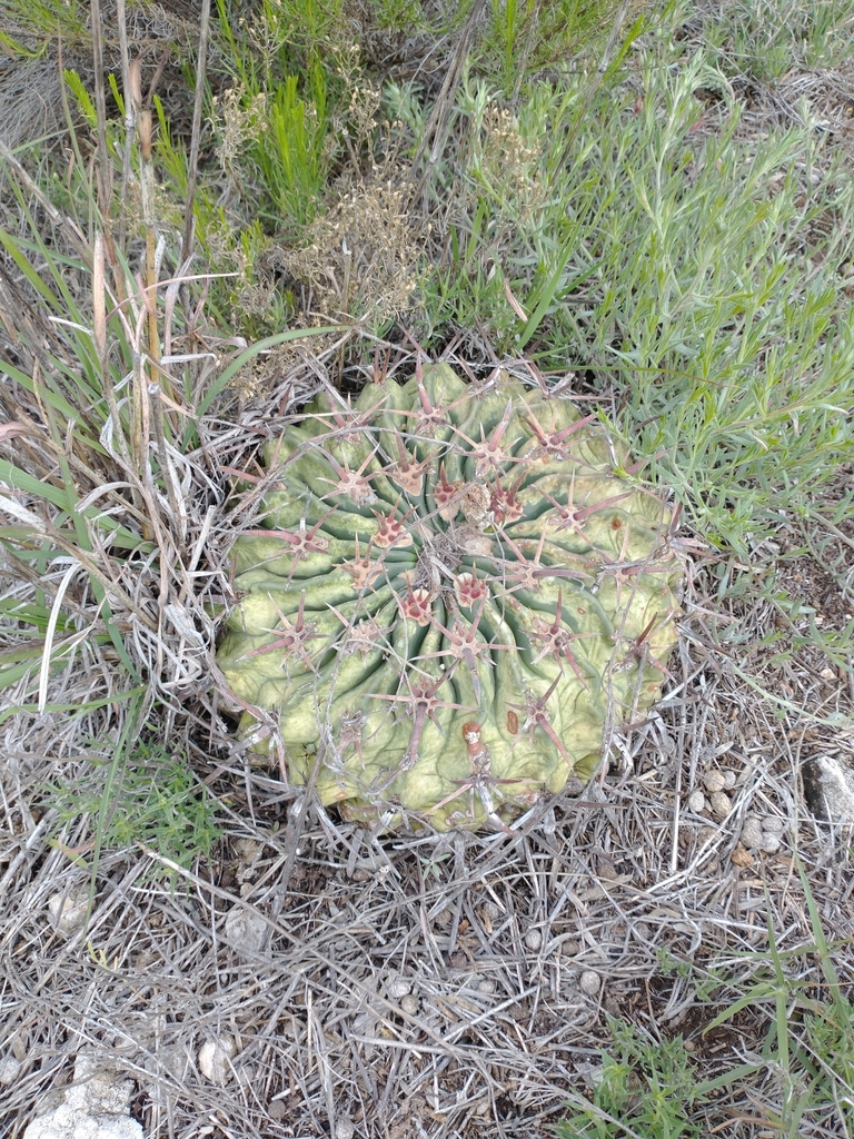 Horse Crippler Cactus from Dunbar-Manhattan Heights, Lubbock, TX, USA ...