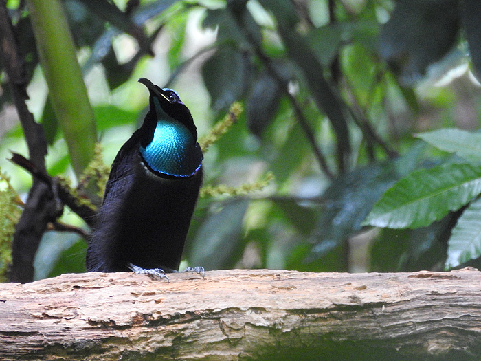 Magnificent Riflebird