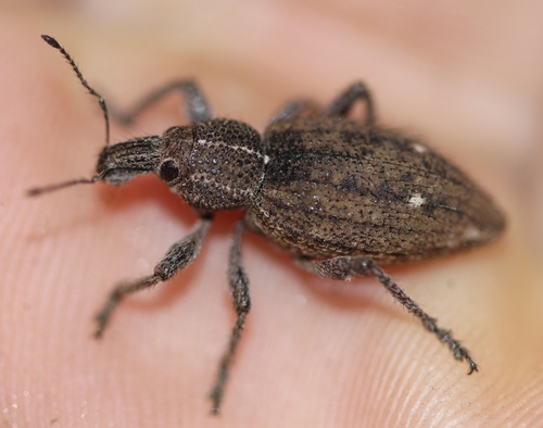 Bronchus porculus · iNaturalist