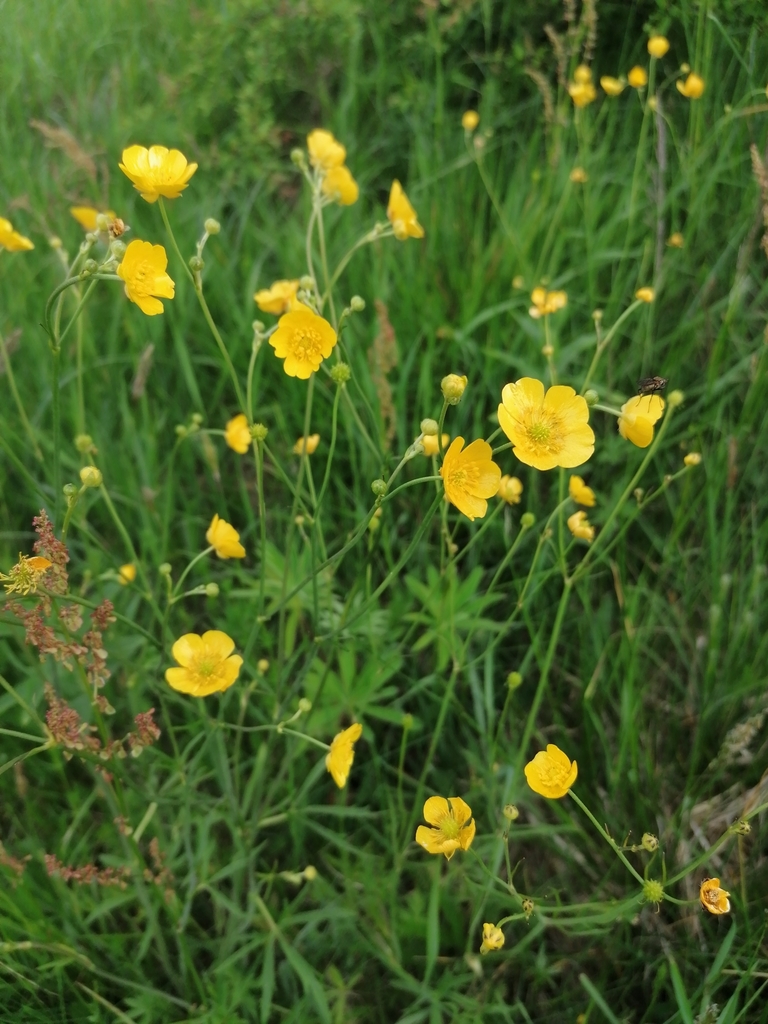 meadow buttercup (Known Regulated Invasive Plants in Edmonton ...