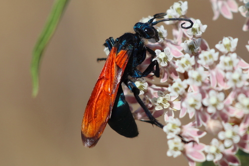 Thisbe's Tarantula-hawk Wasp (Texas Hill Country) · iNaturalist