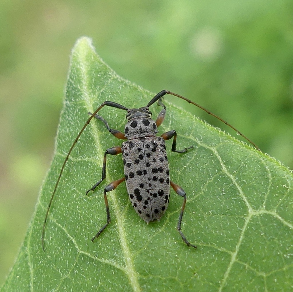 Spotted Longhorn Beetle (Longhorn Beetles of the United States Pt.2 ...