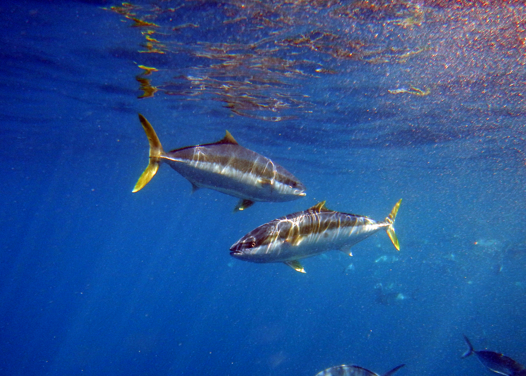 Yellowtail Kingfish (Seriola lalandi) - Marine Life Identification
