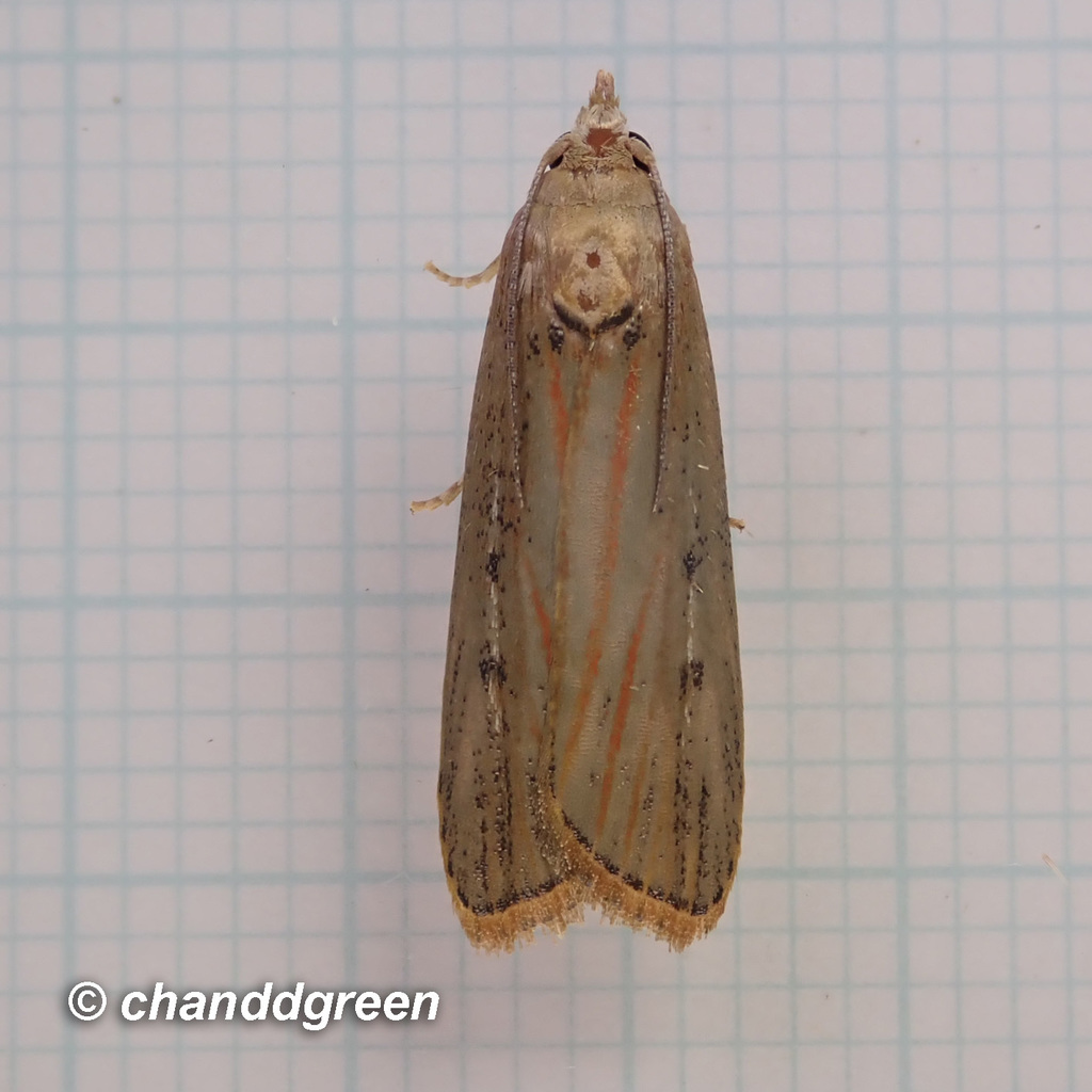 Coconut Spike Moth from 香港青衣 on May 9, 2021 by Young Chan · iNaturalist